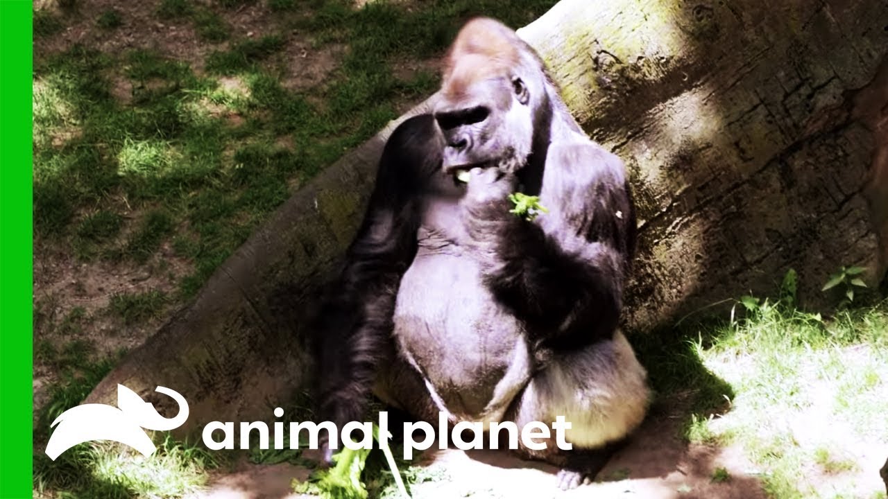 Keeping Animals Well Fed at the Bronx Zoo - YouTube