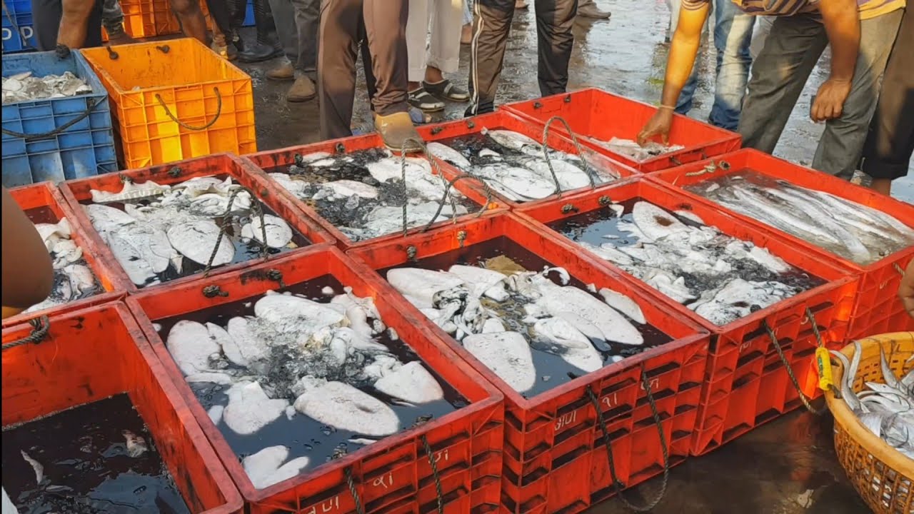 DAPOLI HARNAY BEACH(MAHARASHTRA)BIG FISH AUCTION MARKET - YouTube