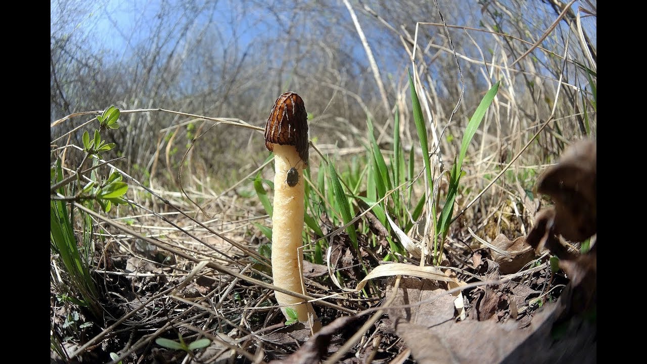 Mult cautatul zbarciog... - YouTube