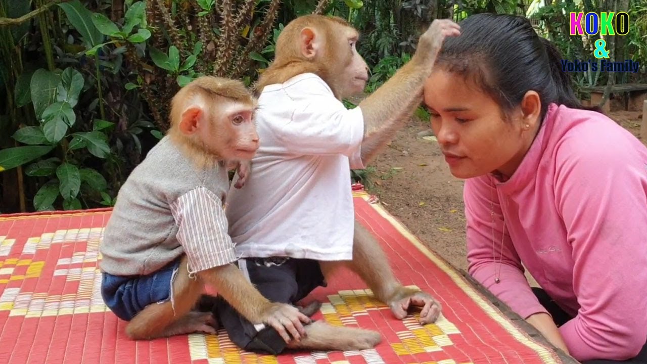 Great Precious Monkey Koko | Koko very Good Take Care To His Mommy ...