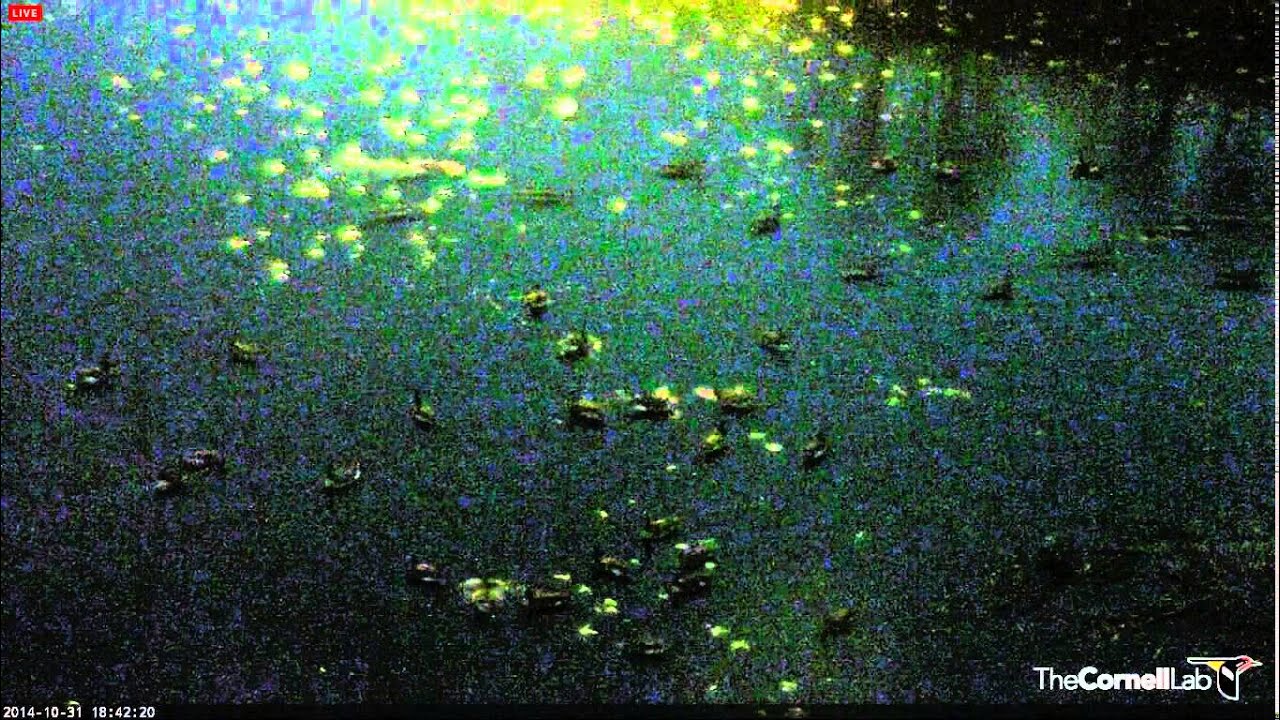 Video 2014 10 31 194000 SAPSUCKER POND HALLOWEEN SPOOKY LIGHT SHOW ...