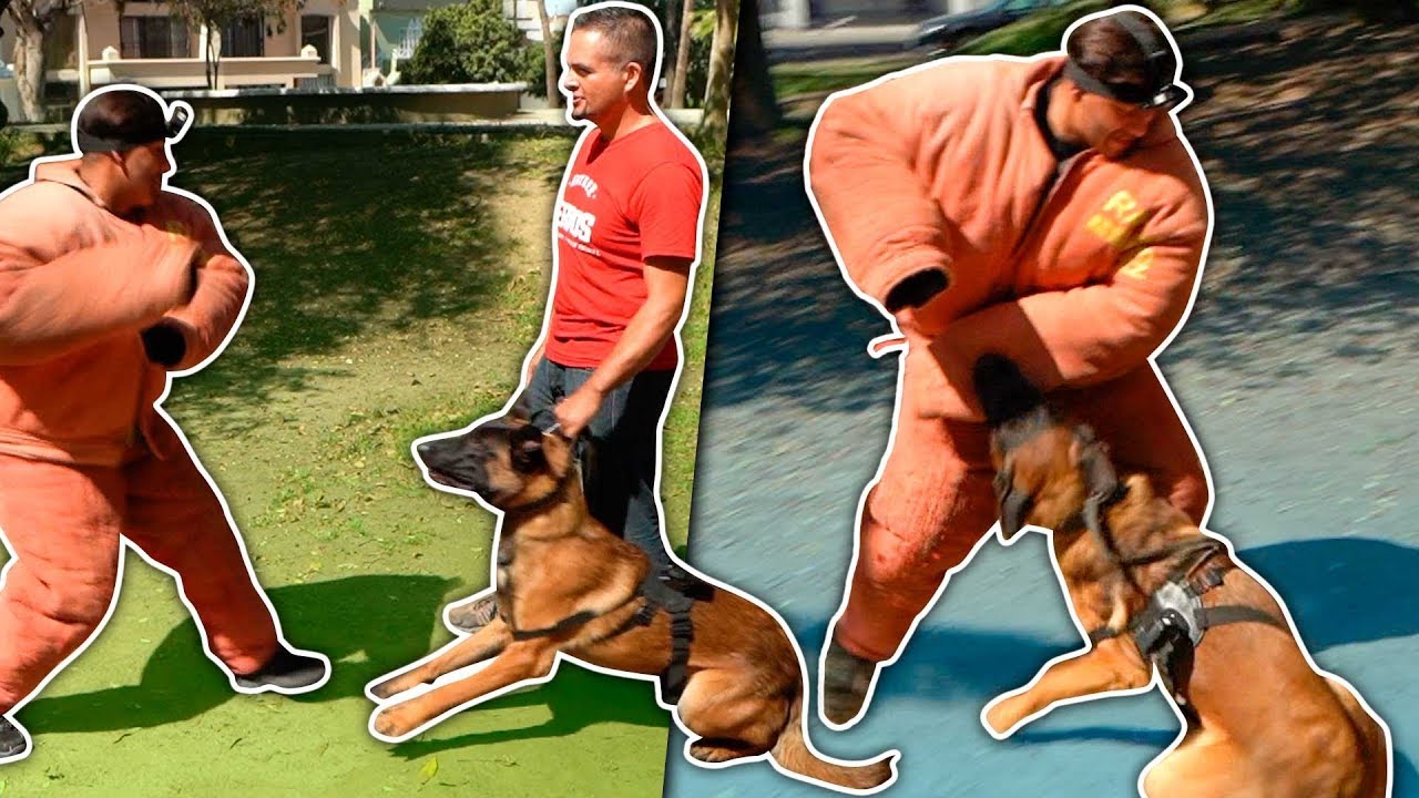 Mira lo que debes de hacer si un perro te ataca - YouTube