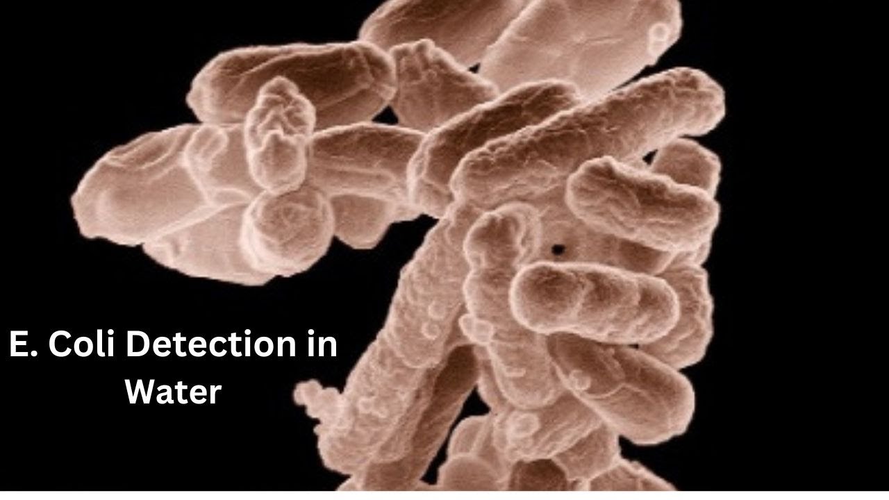 Enumeration and detection of Escherichia coli in water - YouTube