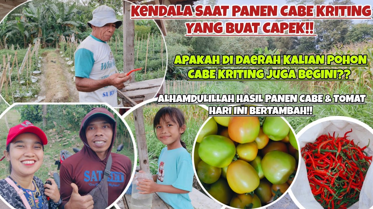 INILAH HASIL PANEN CABE & TOMAT HARI INI‼️KENDALA PANEN CABE KRITING ...
