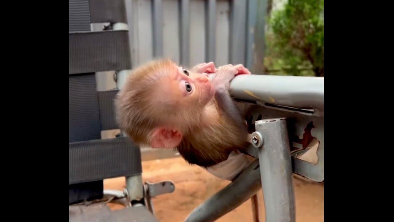 Baby monkey tries to do chin ups on his own! 🙉💪🏼🤣🤣🤣 #petmonkey #cuteanimals - YouTube