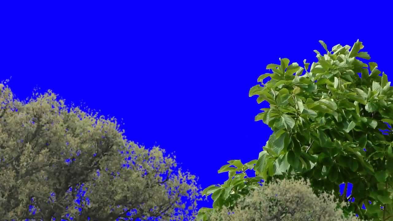 above the trees in blue screen free animation best footage - YouTube