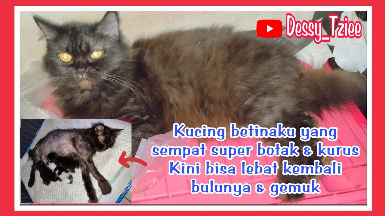 Mengatasi bulu kucing rontok parah sampai botak bisa kembali lebat ...