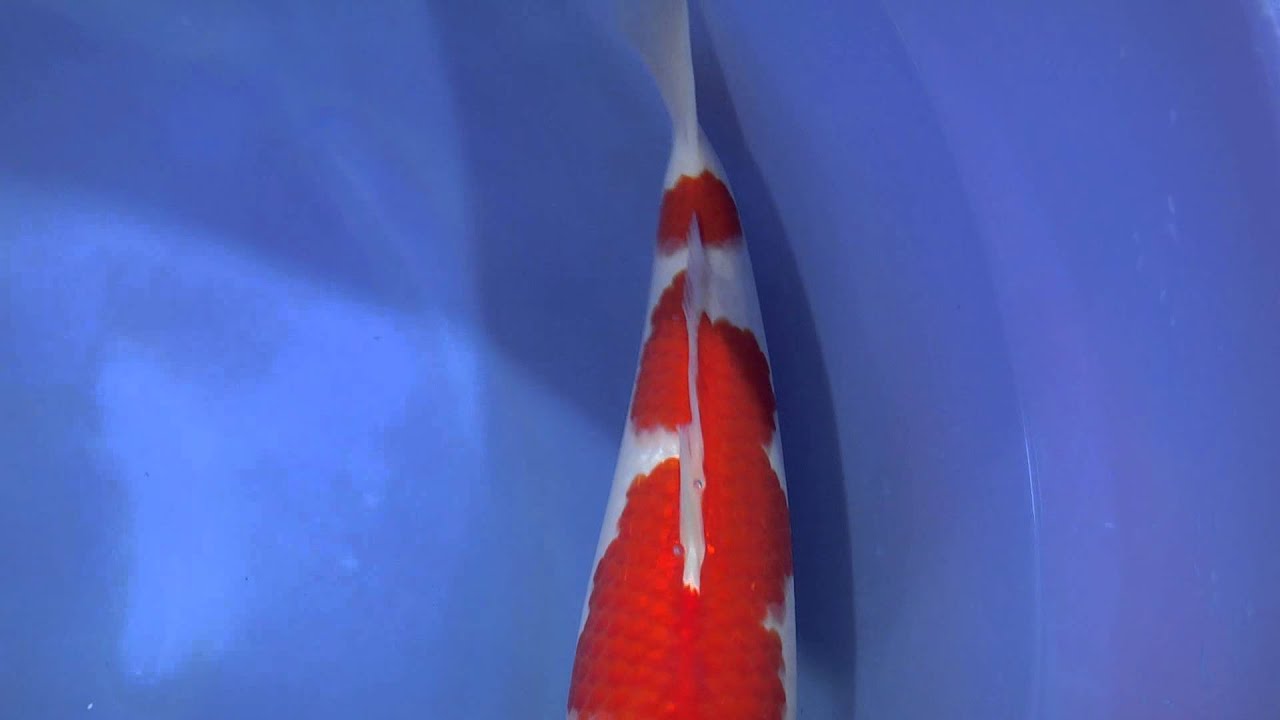 Okayama Momotaro Koi:No.58 Mako Kohaku 2years old 53cm - YouTube