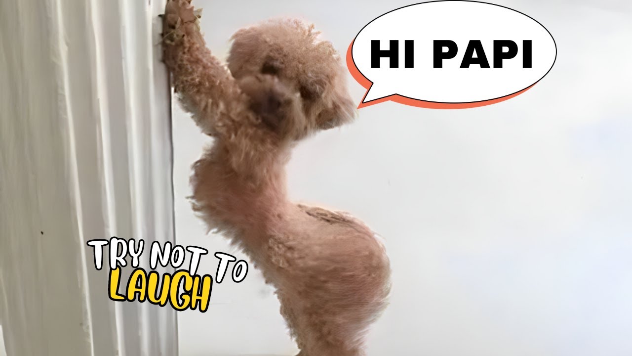 17 Silly Doggo Voice Overs - Get ready to laugh with these hilarious videos - YouTube