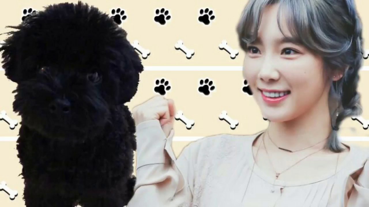 Taeyeon With Dogs | Compilation - YouTube