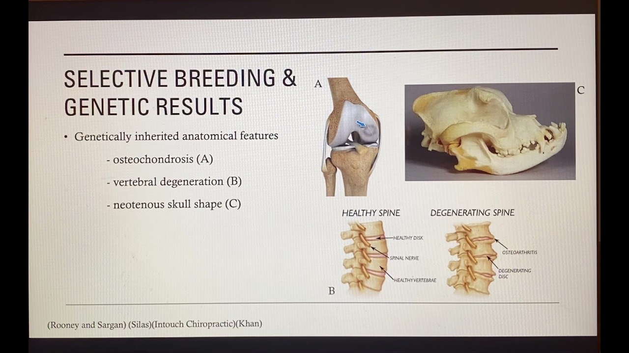 BIO 316 - Genetic Consequences of Selective Breeding (Final) - YouTube