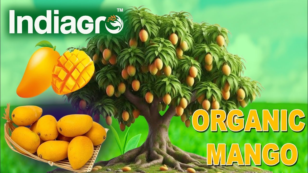 ' Indiagro ' Organic Mango Farming | Olif | Indiagro Result - YouTube