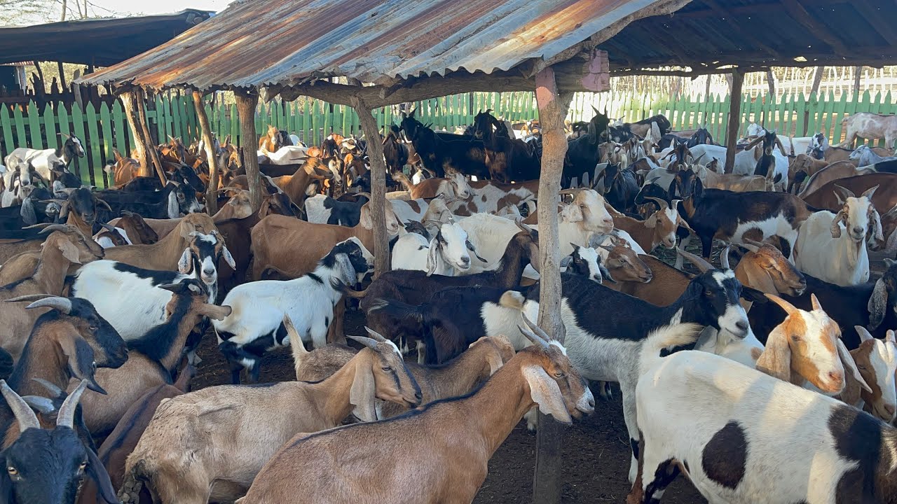 Impresionante el avance que han tenido los chivos 🐐 - YouTube