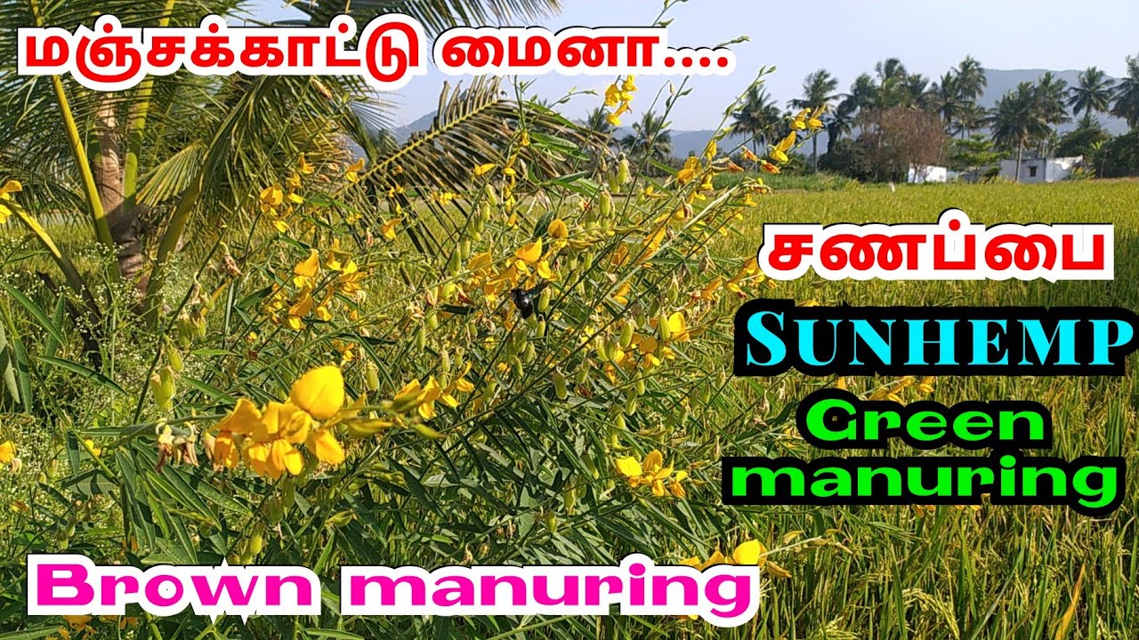 Sunhemp | Green manuring | Brown manuring | சணப்பை | Crotalaria juncea ...