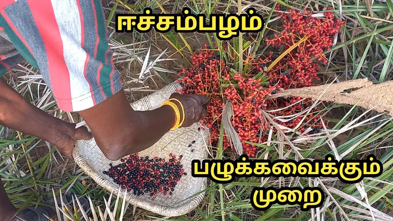 ஈச்சம்பழம் | Palm Dates | Fruit Ripening | Village vlog #itsmesethu ...