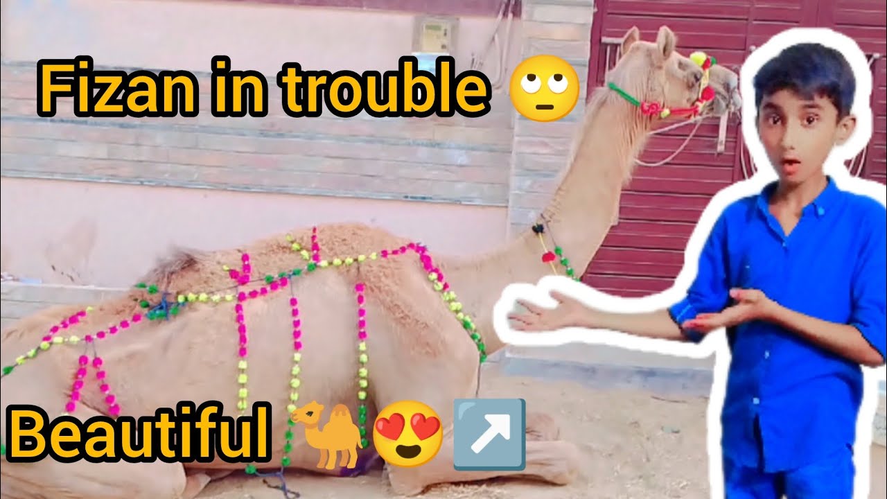 Faizan in trouble 🙄| beautiful camel 🐪 😍#comedy #eidmubarak # ...