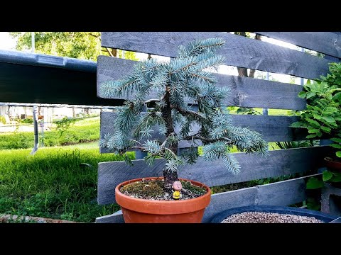 Charlie Brown Christmas Tree Colorado blue spruce specimen - YouTube