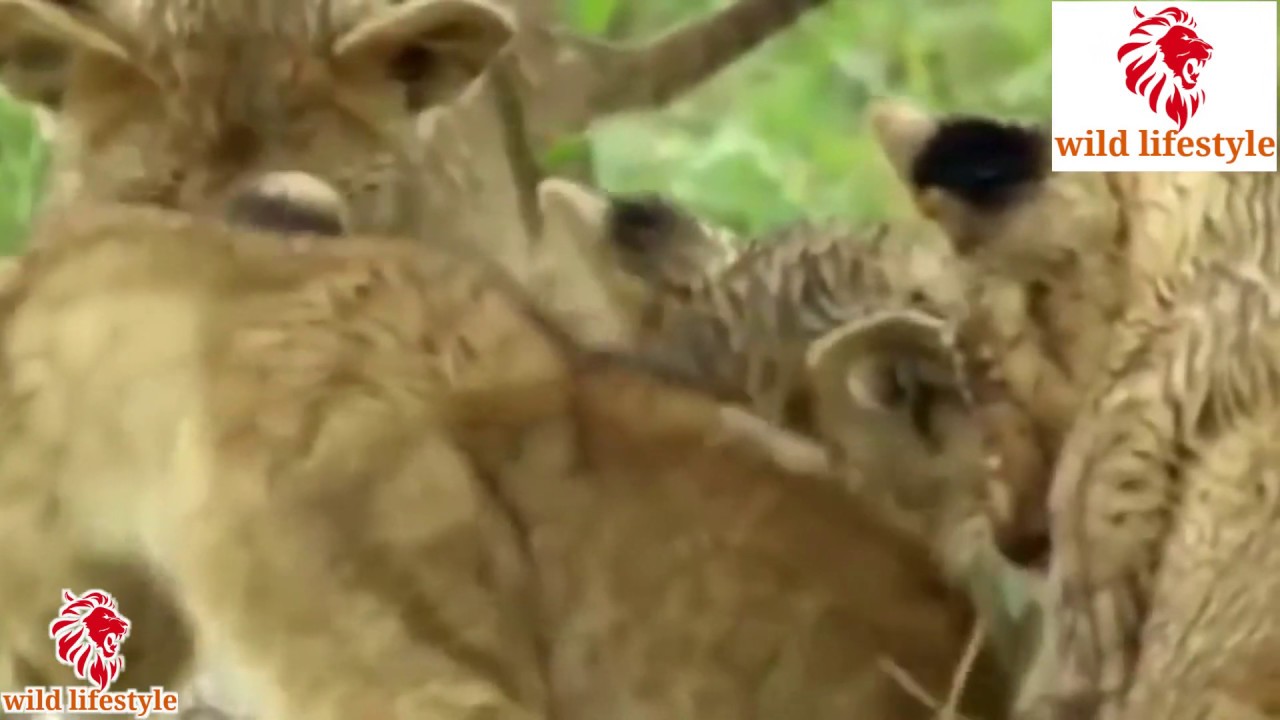 Lion vs Eagle || Wild Lifestyle - YouTube