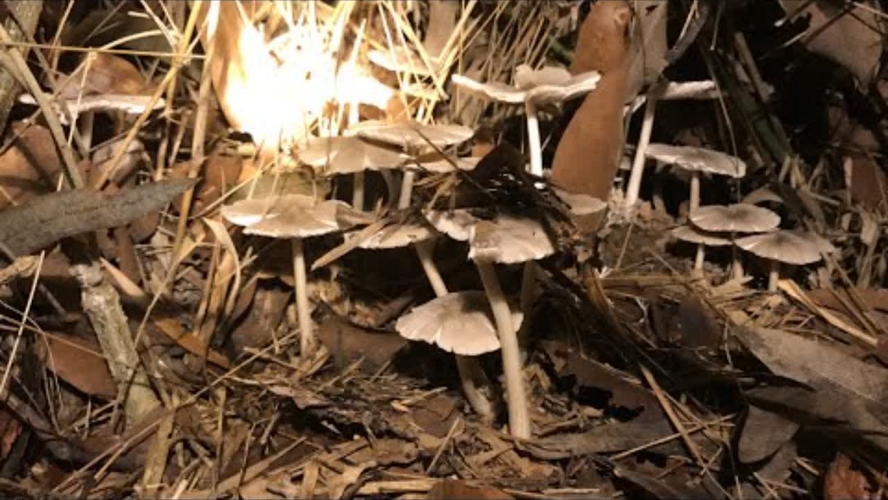Collecting mushroom, termites, very large groups, full bloom, fragrant ...