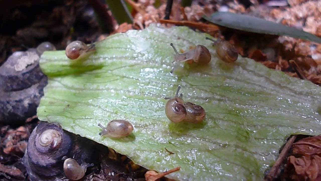 Caracoles bebés nacidos en mis plantas - YouTube