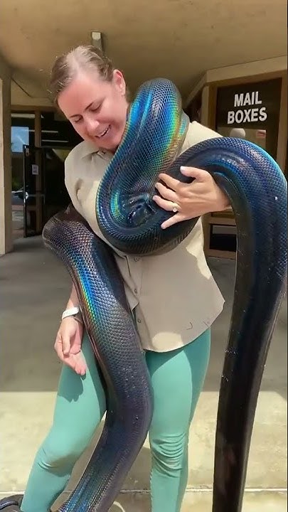 Rainbow python 😍😘| pet status | #shorts #pets #petstatus #petlokam # ...