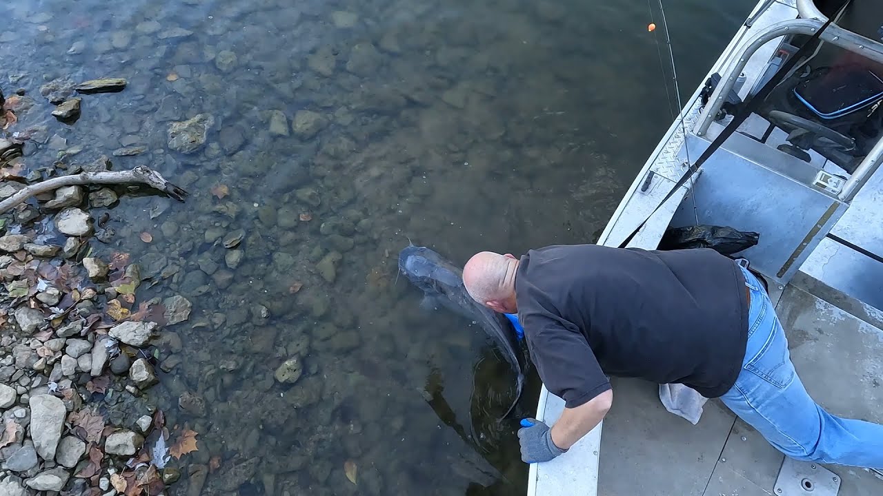 Using Shallow Water Trotlines for Big Blue Cats - YouTube