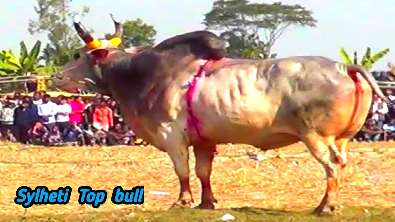 Sylheti Top bull goru Bangla language - YouTube