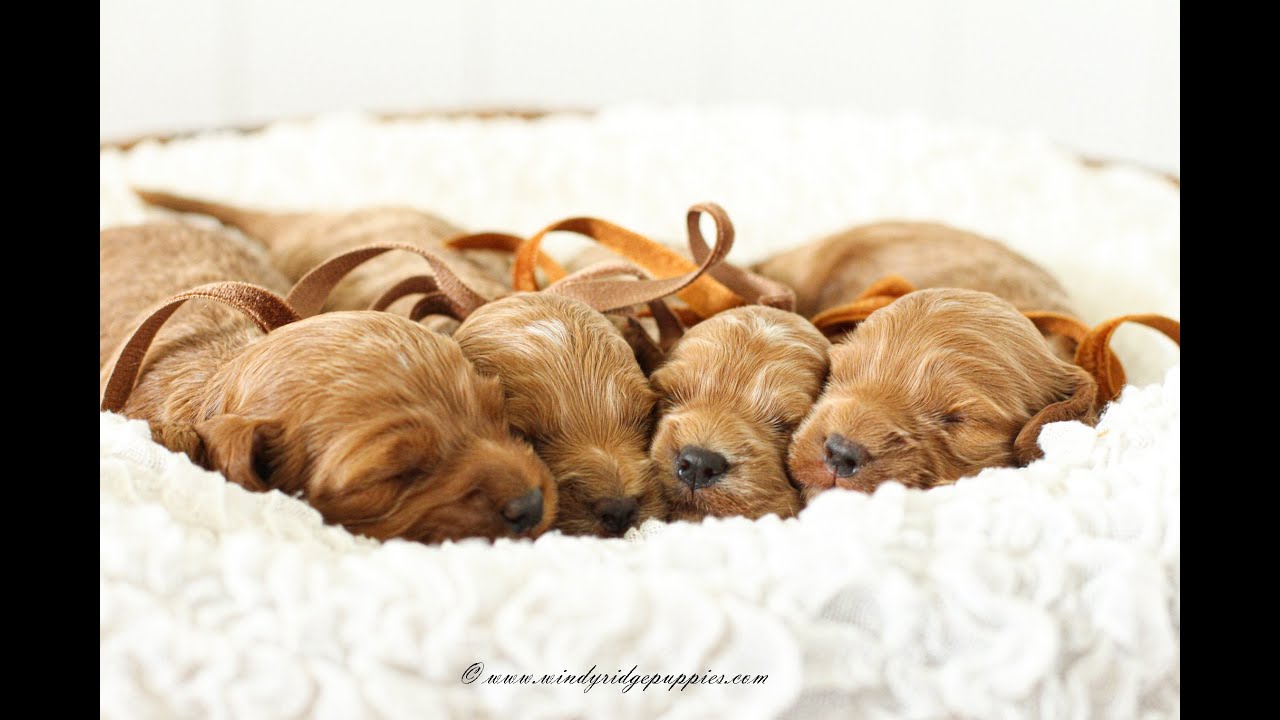 Miss Elle's Cockapoo Puppies-2 weeks old! - YouTube