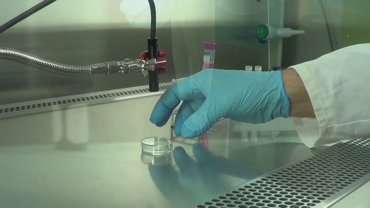 Photopolymerizable hydrogel for 3-D cell culture - YouTube