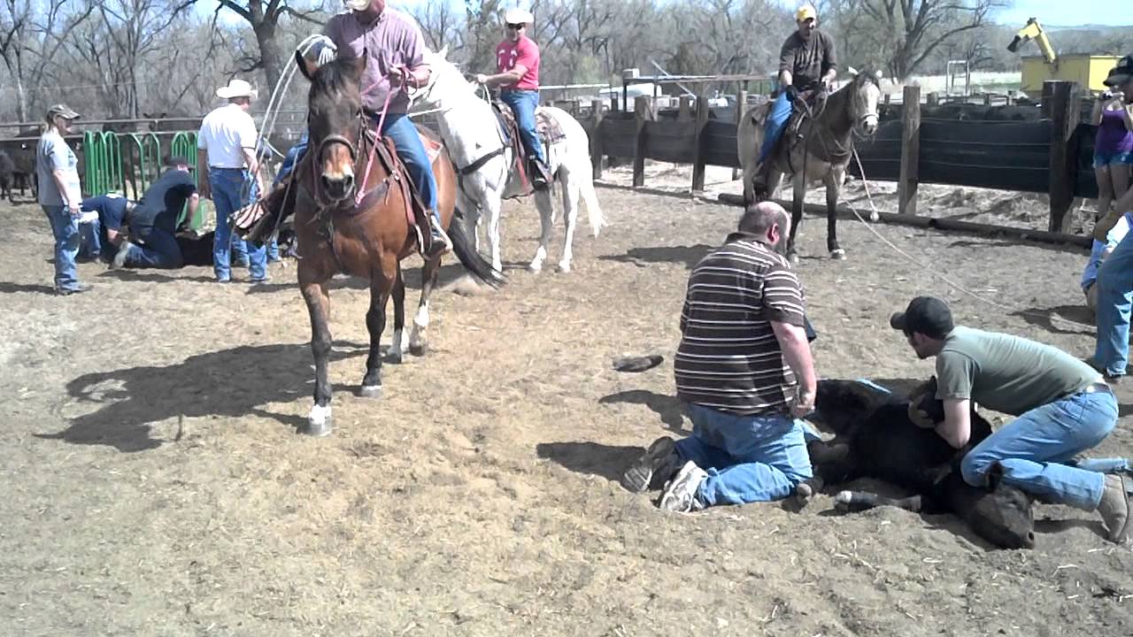 Two Goose 2012 - YouTube