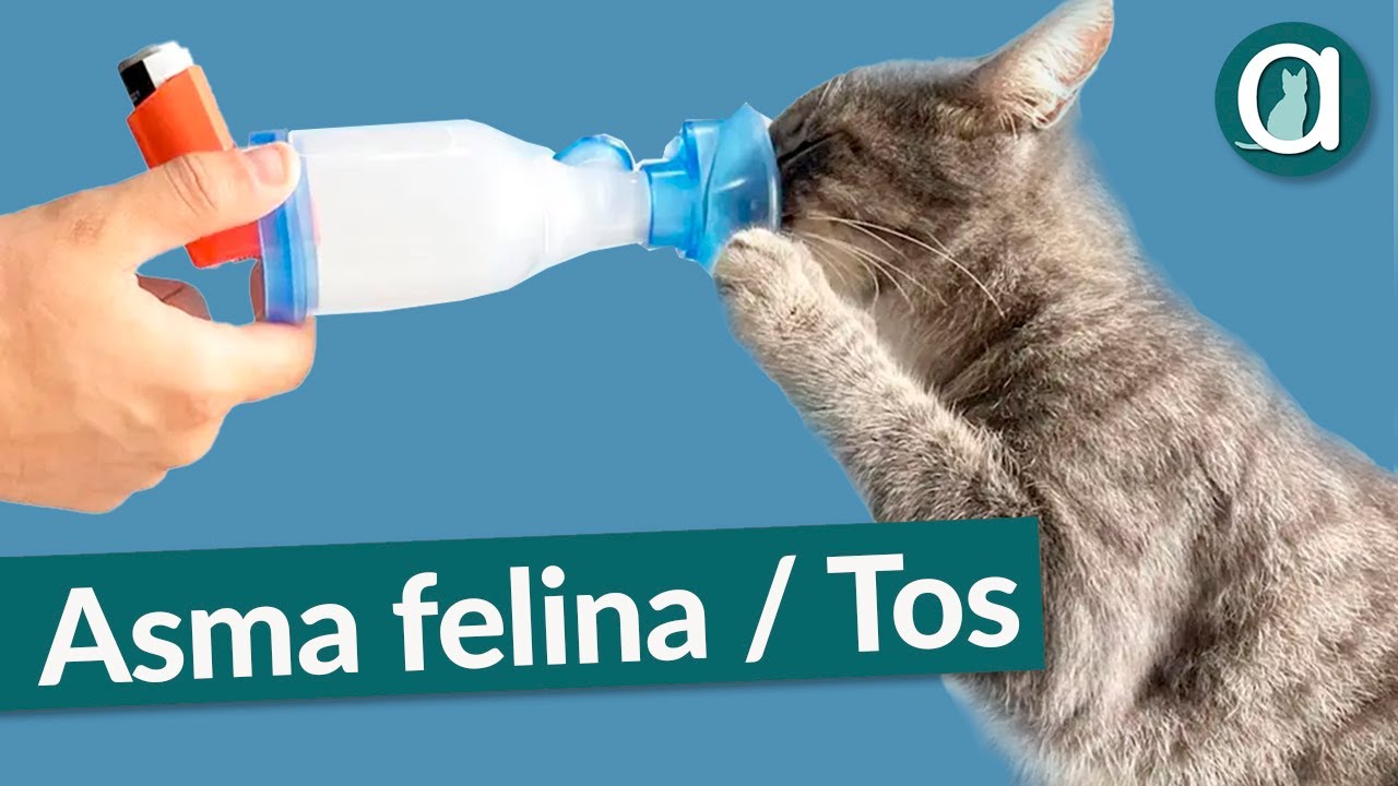 ASMA FELINA // TOS 🙀 Causas, tratamiento y manejo en casa - YouTube