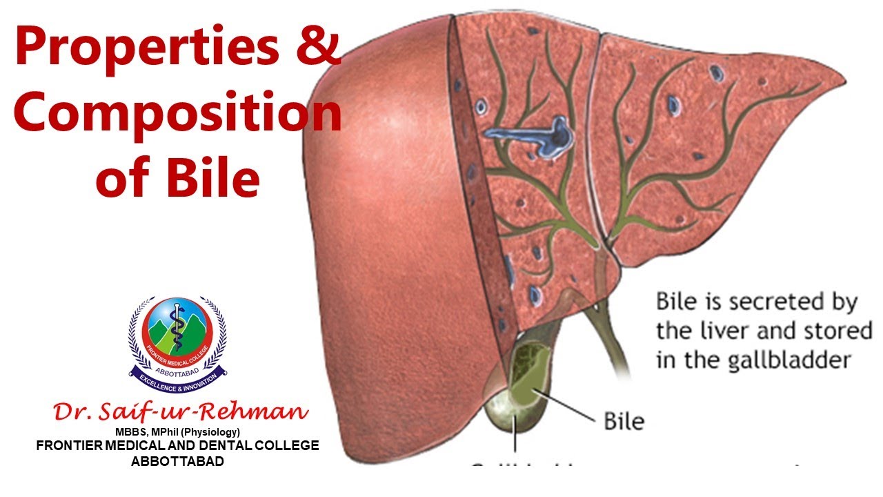 Properties and composition of bile - YouTube