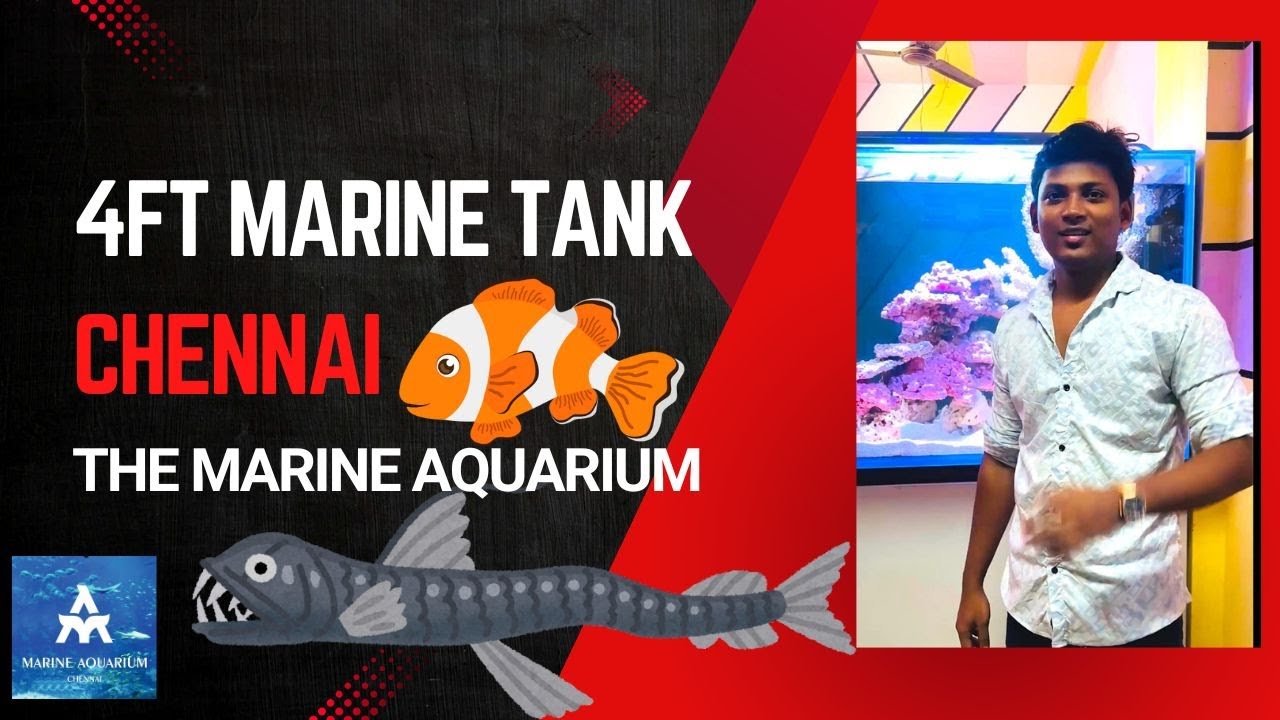 Amazing 4ft Anemone Marine Tank Setup in Chennai | Rare Engineer Blenny ...