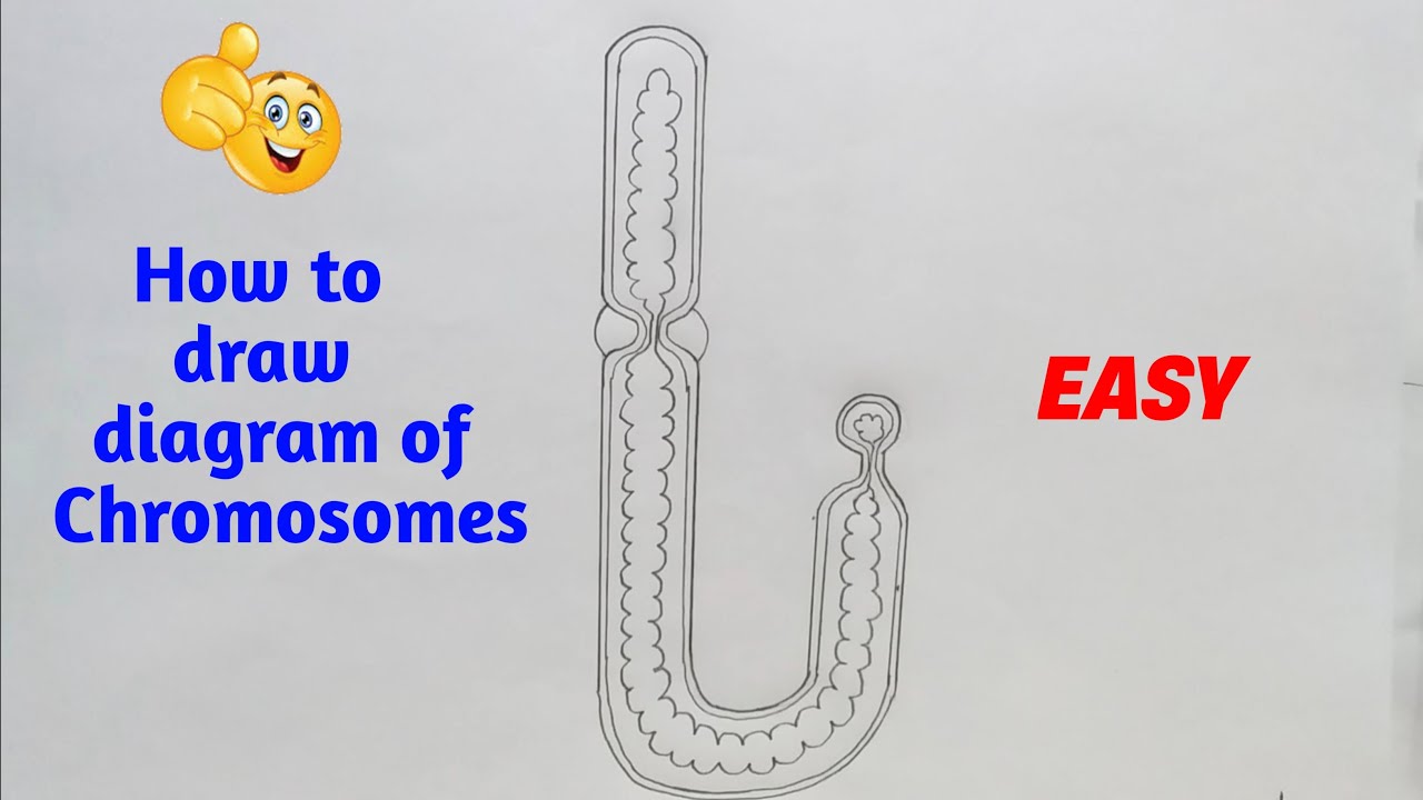 how to draw chromosome - YouTube