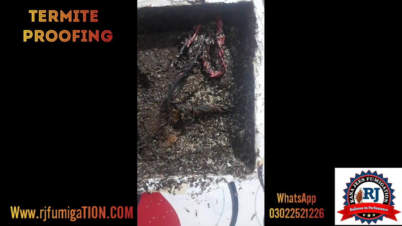 Termite Proofing - YouTube