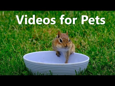 Sunday Morning Brunch for Squirrels and Chipmunks - 10 Hour CAT TV - May 14, 2023