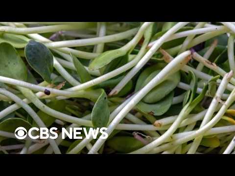 Alfalfa sprouts linked to food poisoning illnesses like E. coli and salmonella