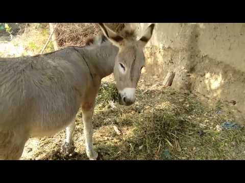 Super Murrah Donkey Meeting First Time Video 2019 HD  | Animal Meeting