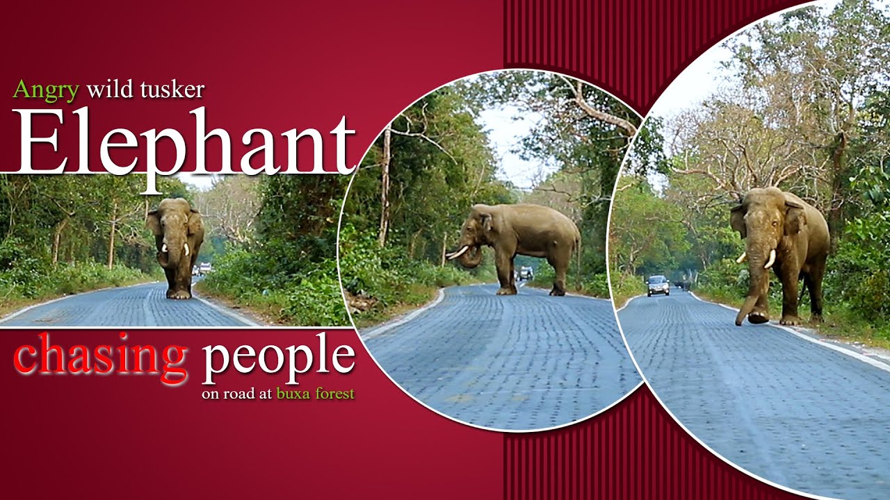 Angry wild tusker elephant walking and chasing people on road at buxa ...