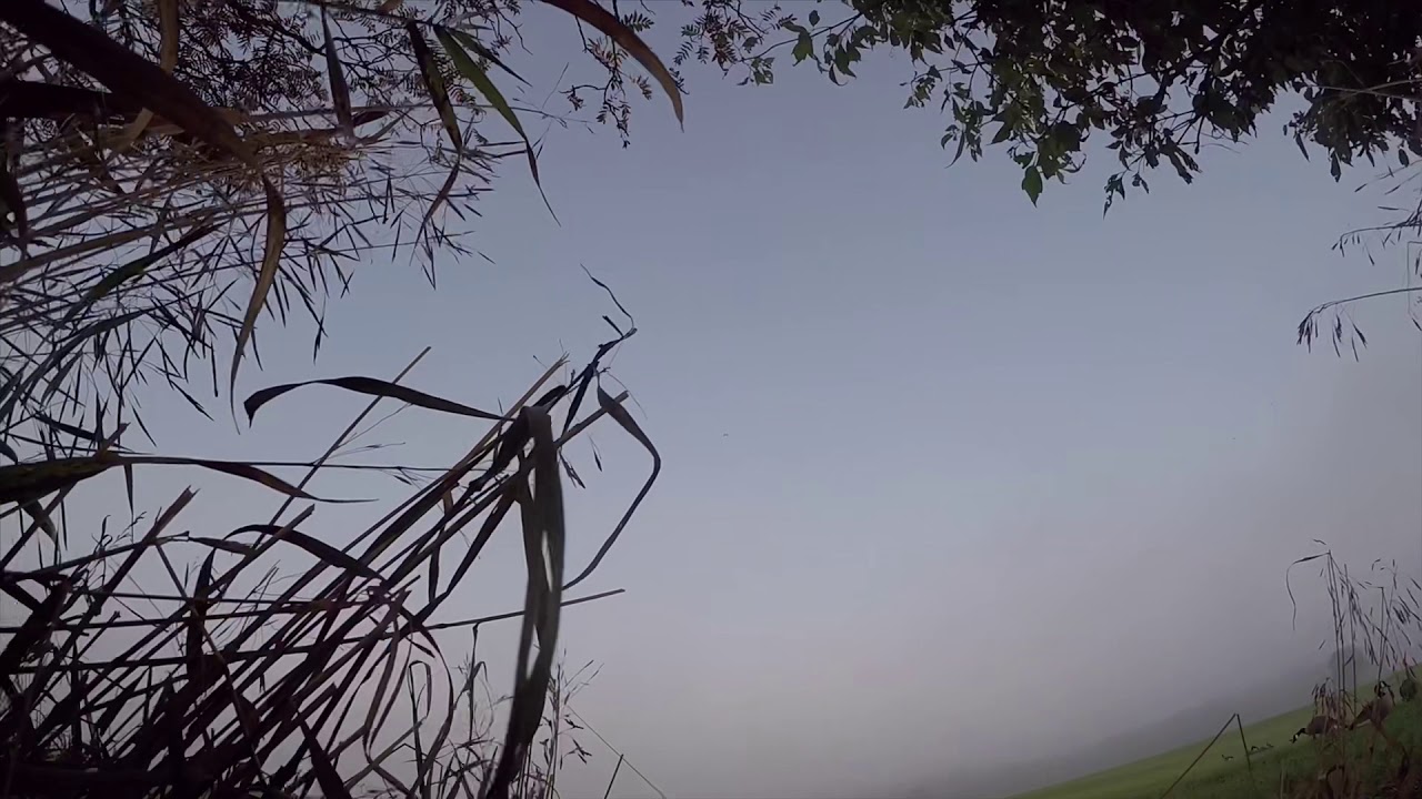 MY FIRST EVER SNOW GOOSE! Wisconsin goose hunting - YouTube