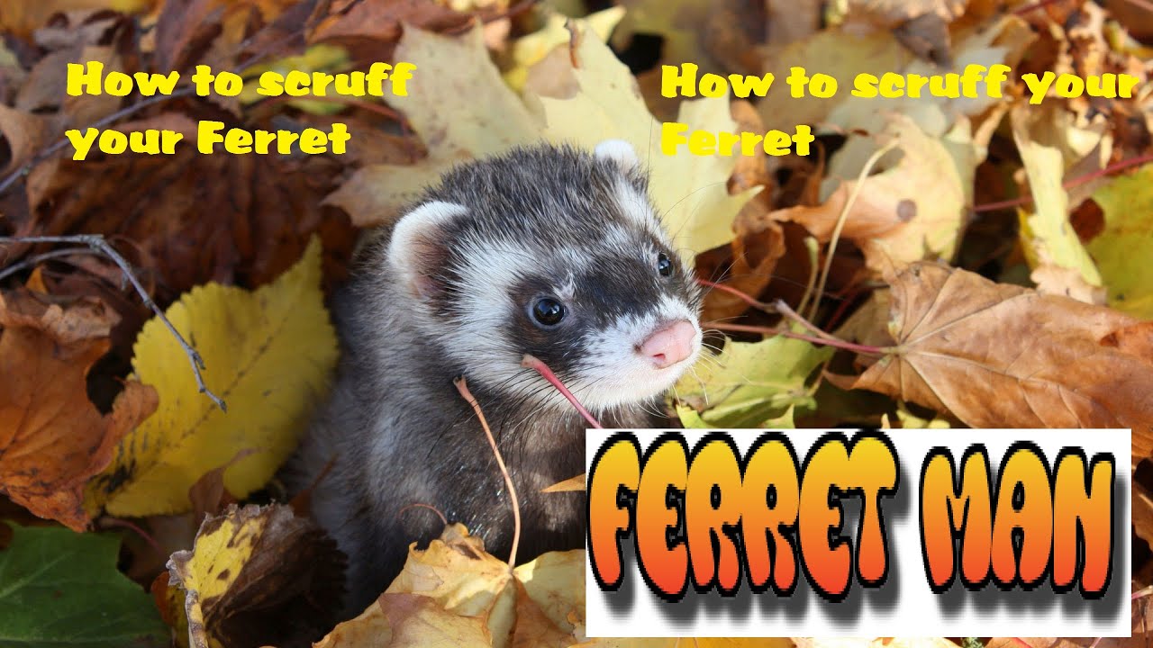 Scruffing your Ferret - YouTube