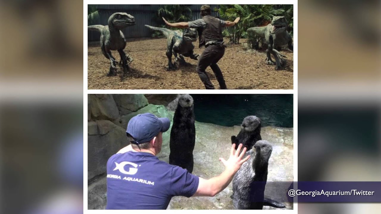 Zookeepers recreate Chris Pratt's 'Jurassic World' raptor-training ...
