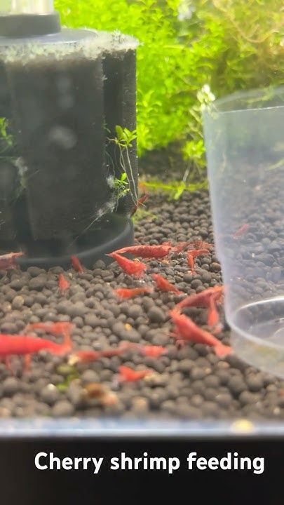 Cherry shrimp feeding #aquariumlife #aquarium #fishkeepinghobby #shrimp #neocaridina - YouTube
