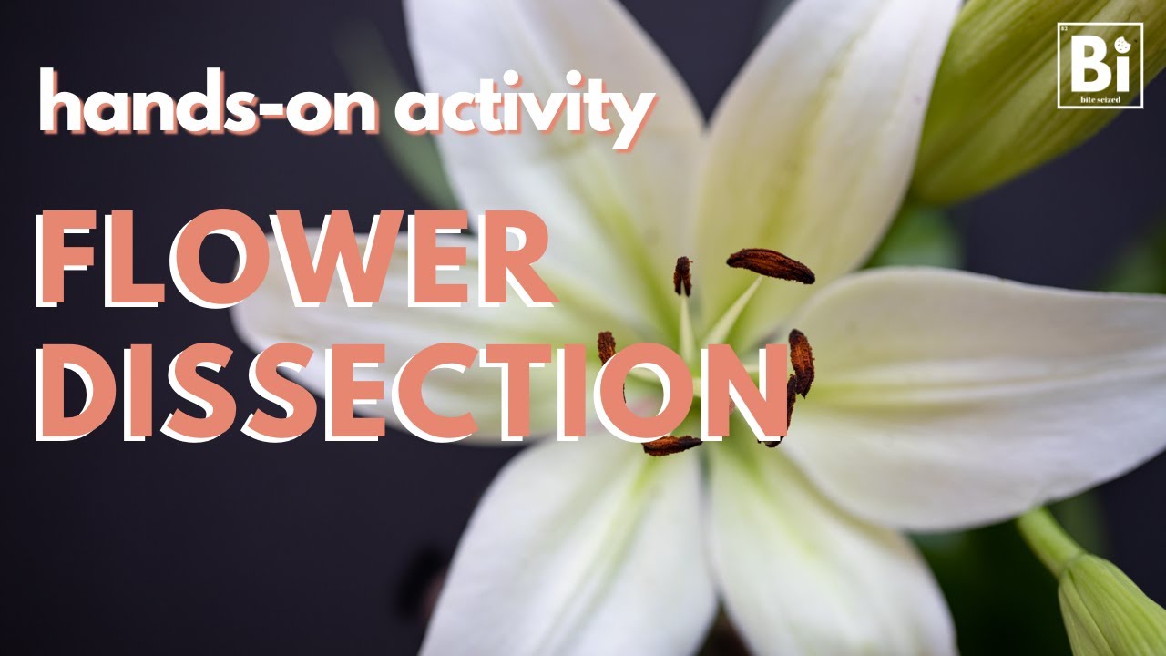 How To: Flower Dissection [Hands-On Activity for Lesson: How do Bees ...