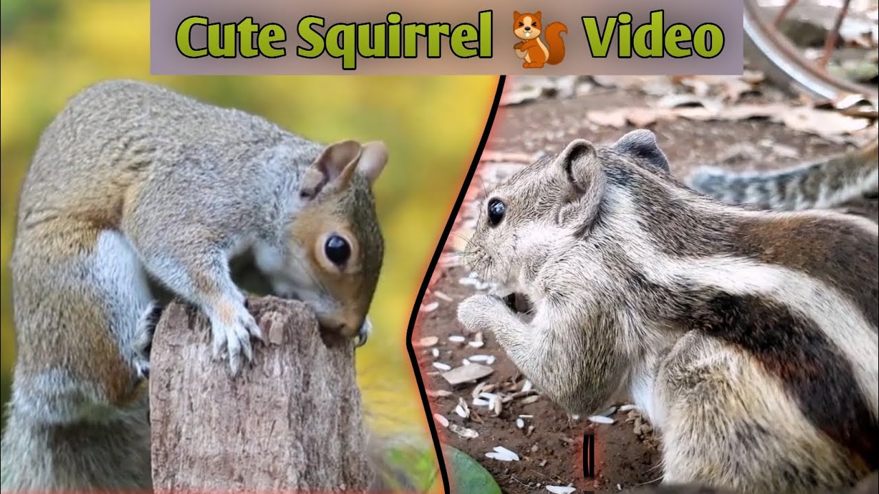 Most Amazing Cute Squirrel 🐿️ Movements | Land Animals Videos By ...