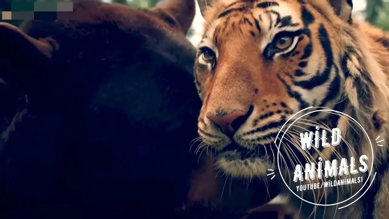 Amazing wild ANIMAL! wild Animals Channel İntroduction - wildlife ...