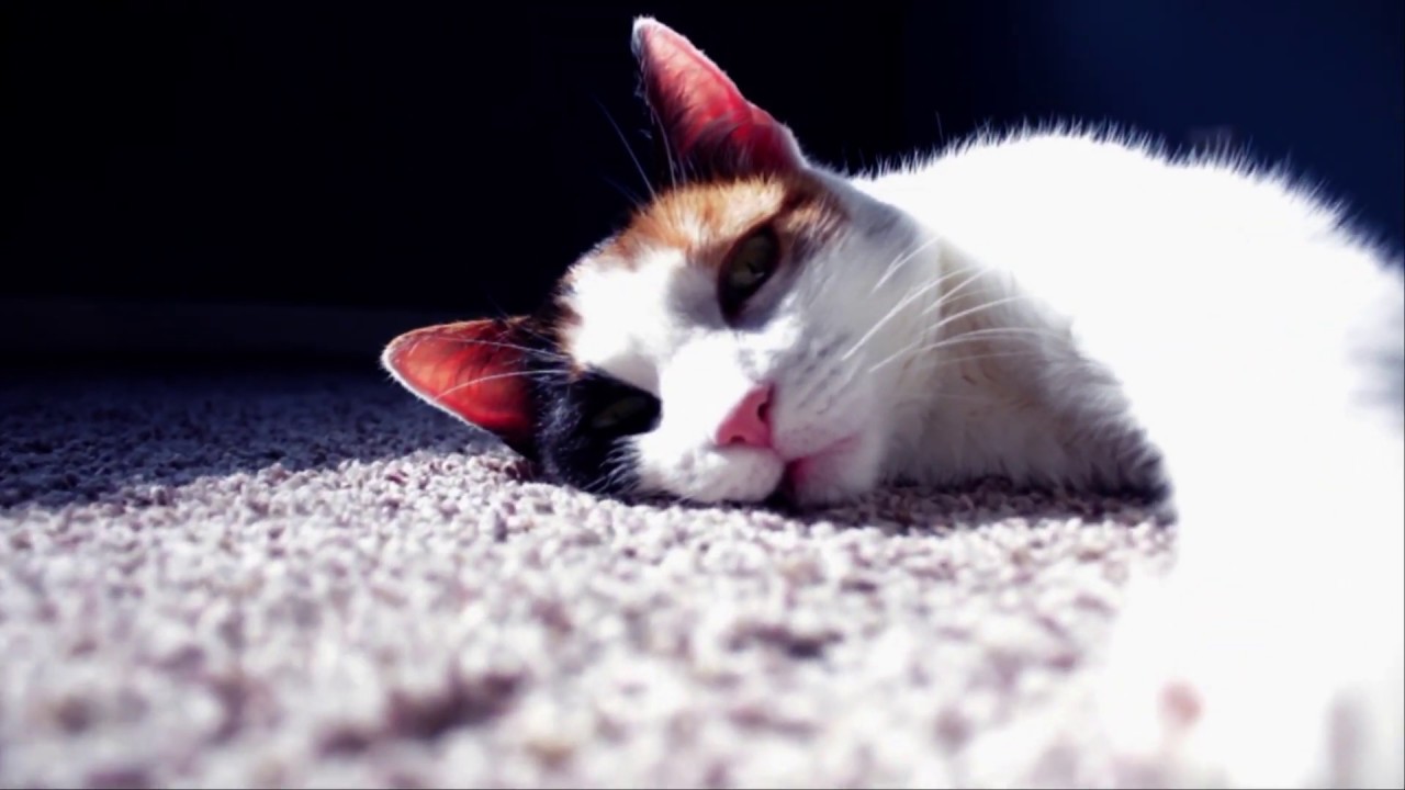 CAT B ROLL - YouTube