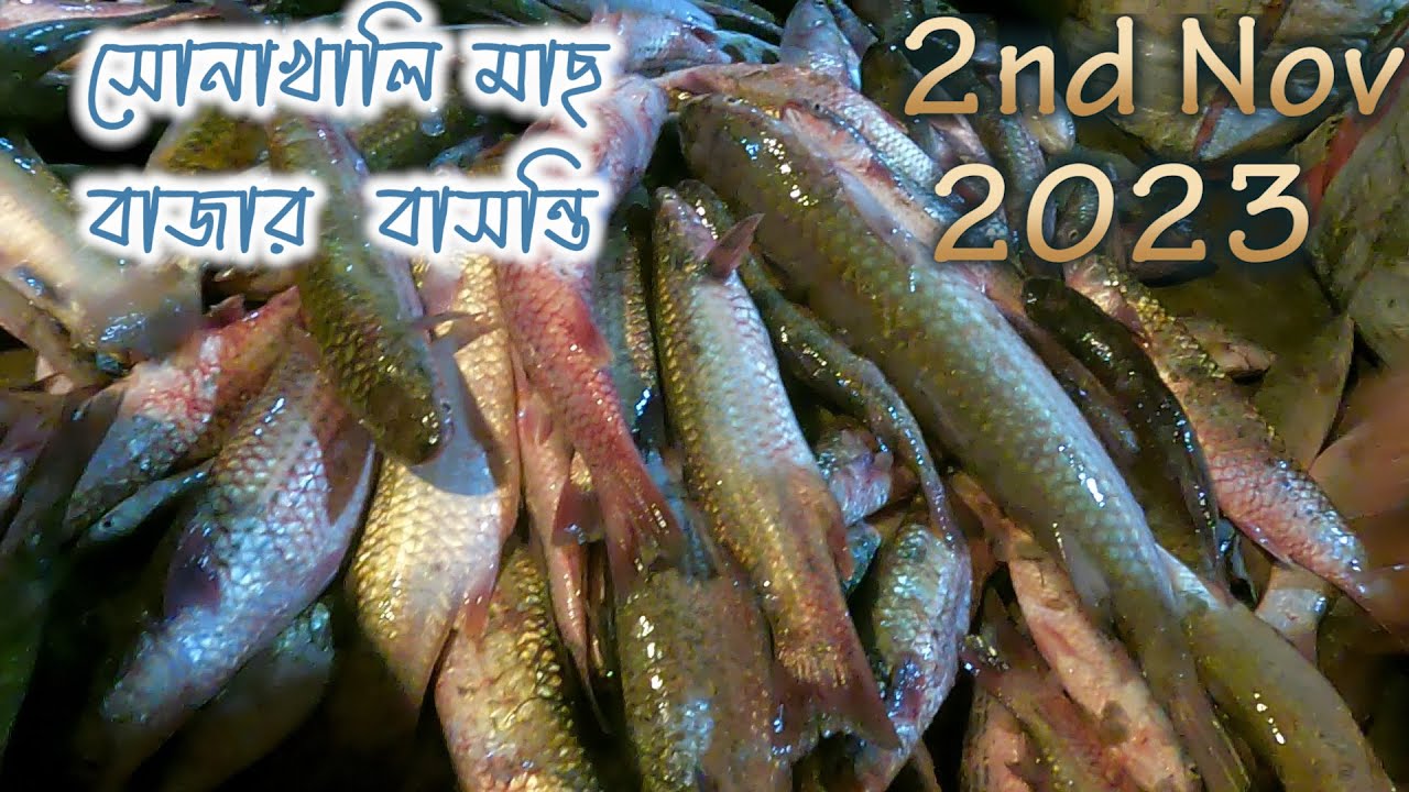 Sonakhali fish market Basanti || #fishmarket #fish || সুন্দরবন মাছের ...