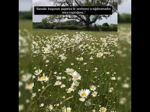 whatssap kısa durum video