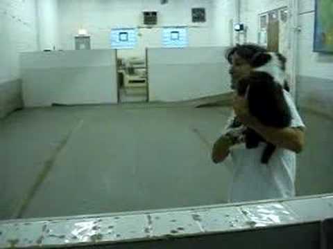 Shazam dog presentation 1 - YouTube